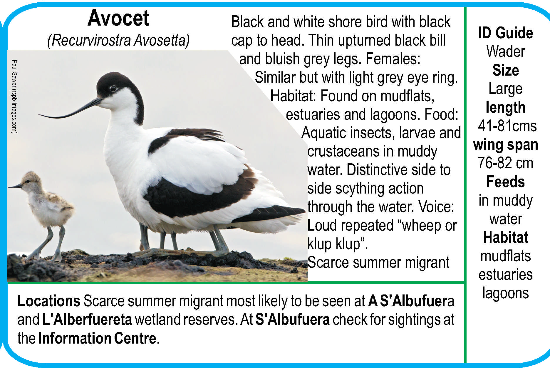 Mallorca; sun, sea, mountains – and Bird Watching too | discoverywalking